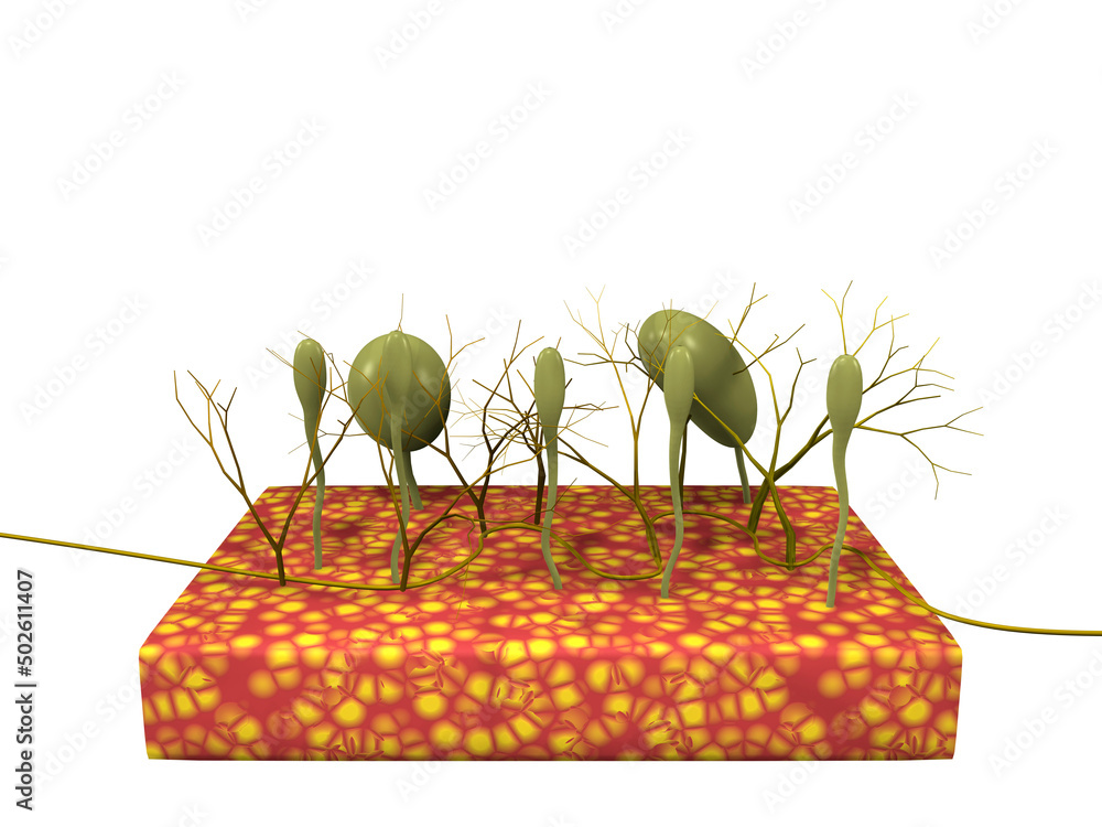 Cross section of dermal layer of skin tissue exposing touch sensory ...