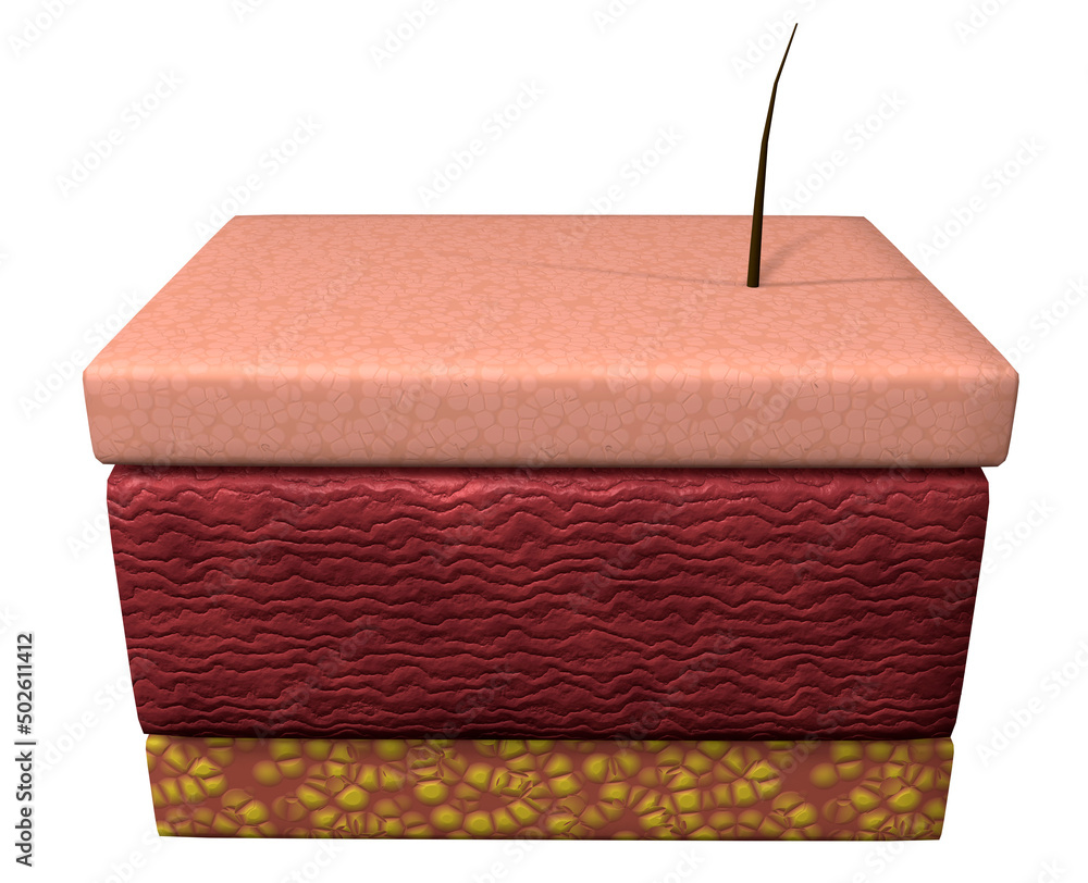 Diagram of the three layers of human skin: epidermis, dermis and ...