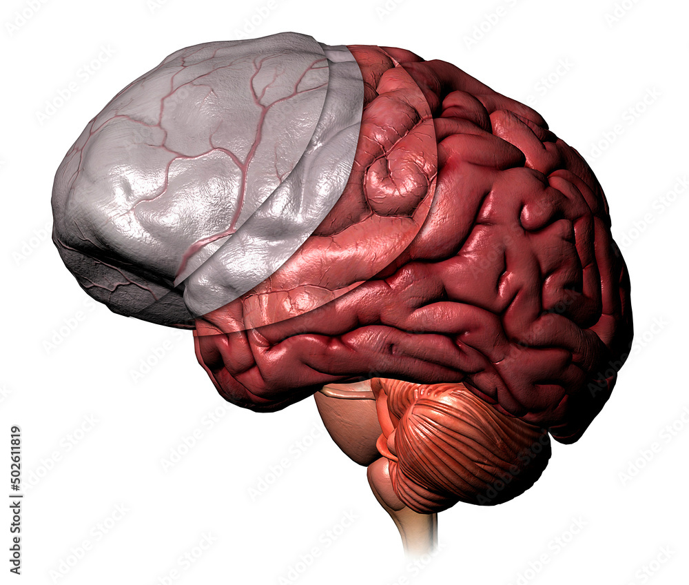 Full color 3-D medical illustration of layers covering the human brain ...