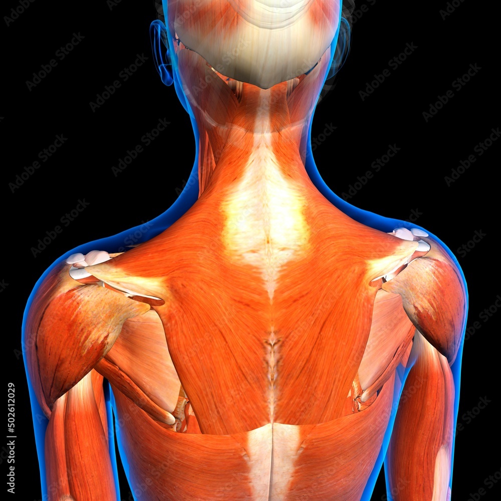 Rear View of Female neck and shoulder muscles anatomy in blue X-Ray ...