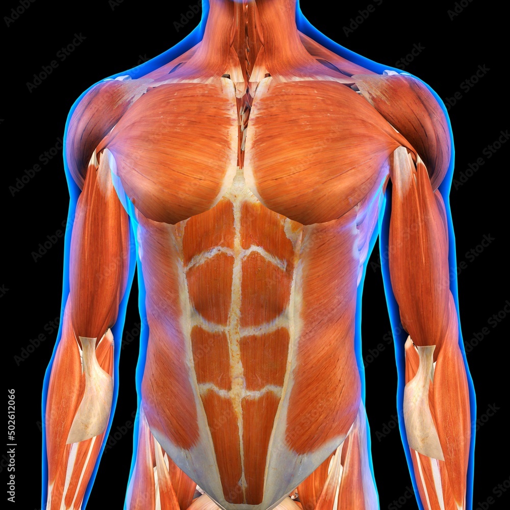 Front view of Male Chest and Abdominal Muscles Anatomy in Blue X-Ray ...