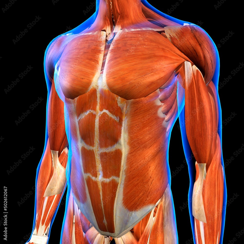 Front view of Male Chest and Abdominal Muscles Anatomy in Blue X-Ray ...
