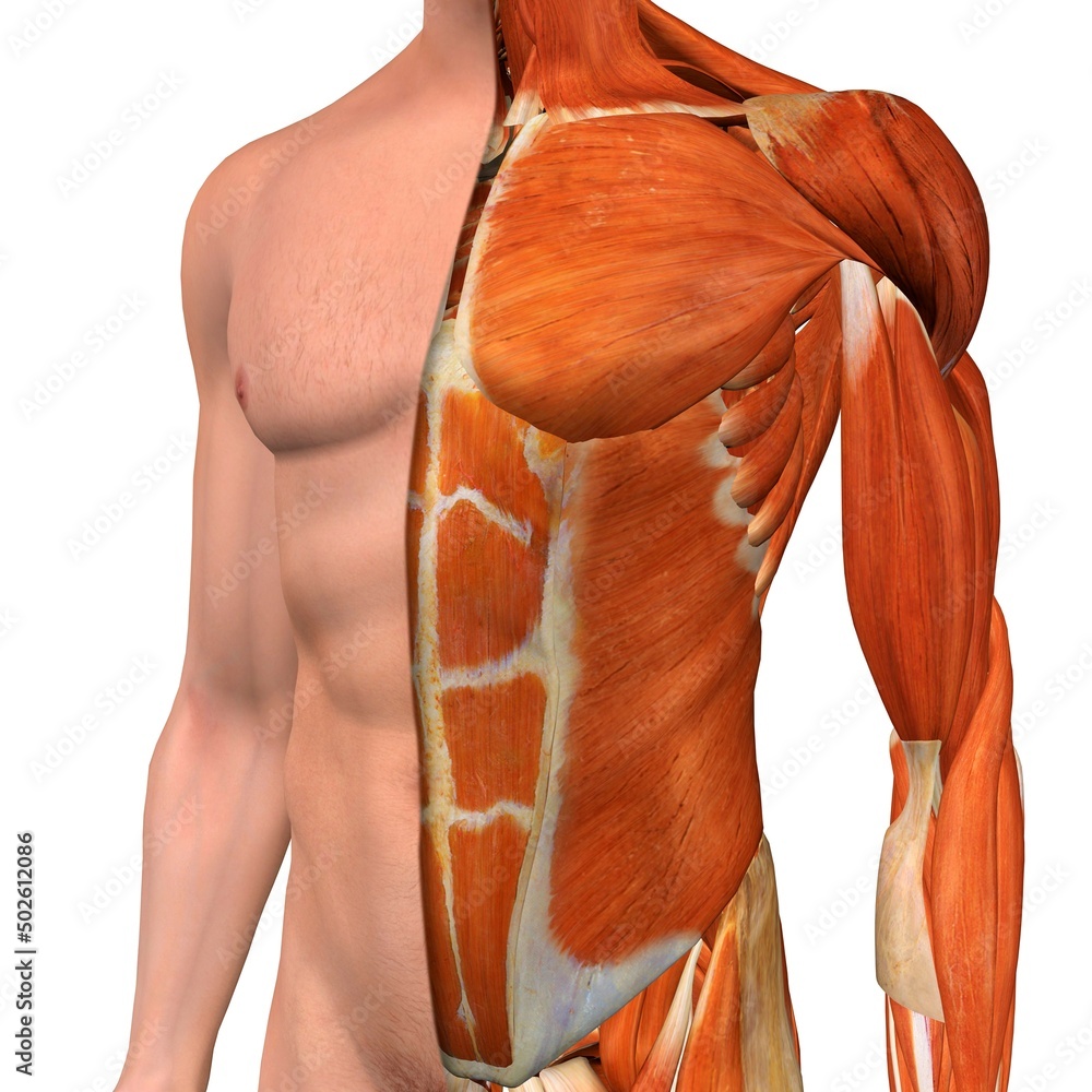 Cross-section anatomy of male chest , abdomen and groin muscles Stock ...