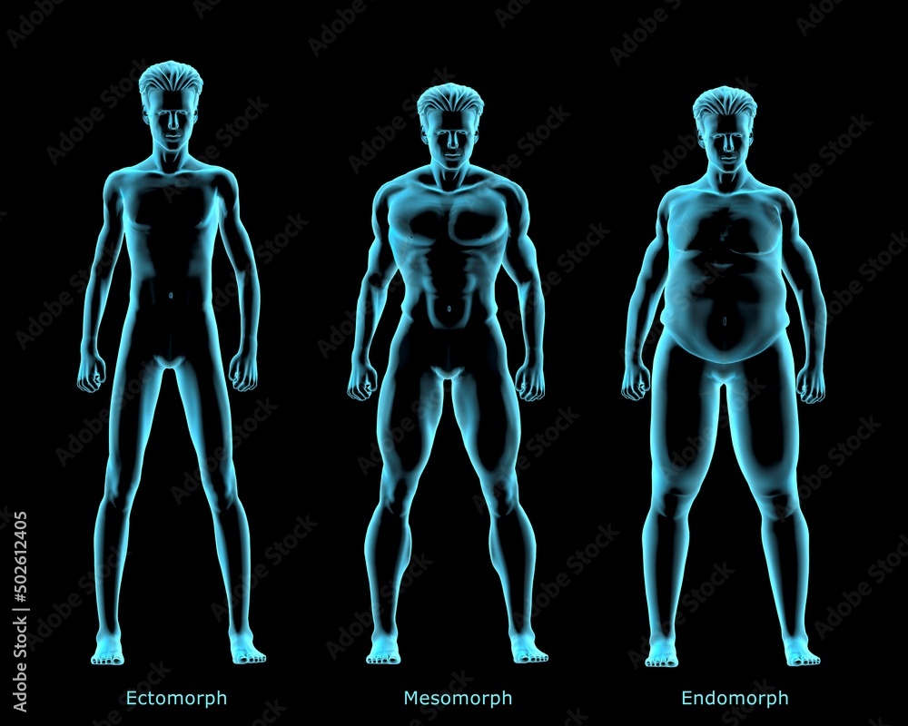Three Body Types Ectomorph Mesomorph Endomorph X Ray Image Stock