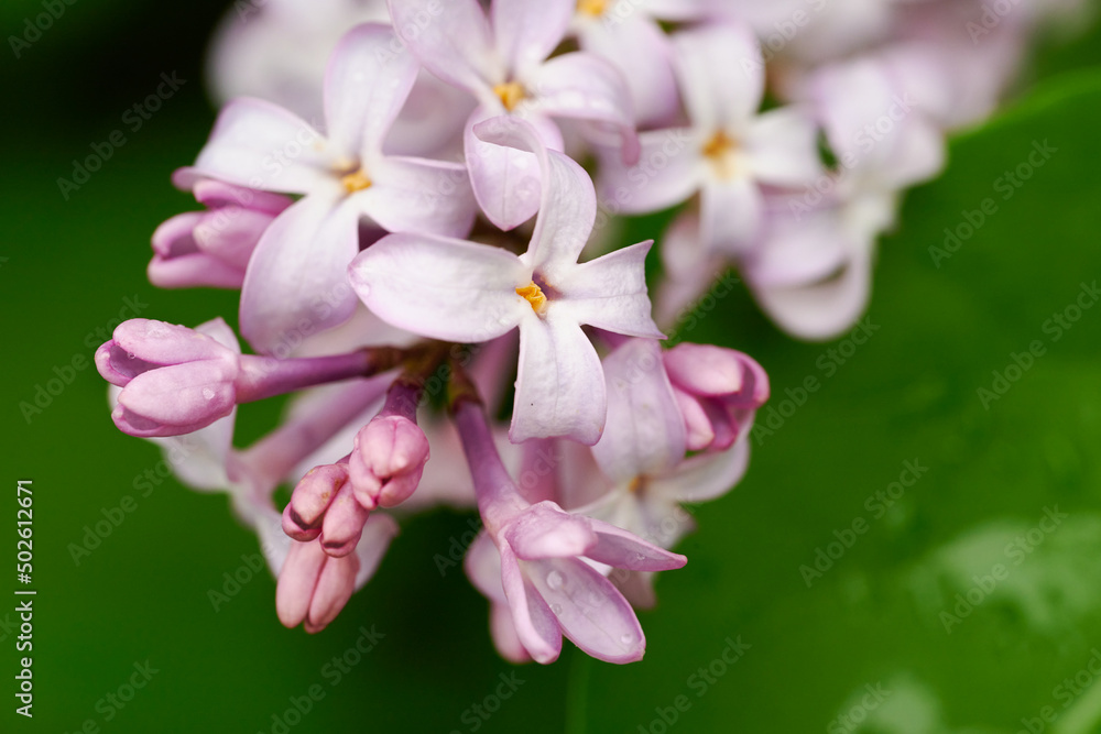 Macro photography of first spring leaves and flowers after a ...