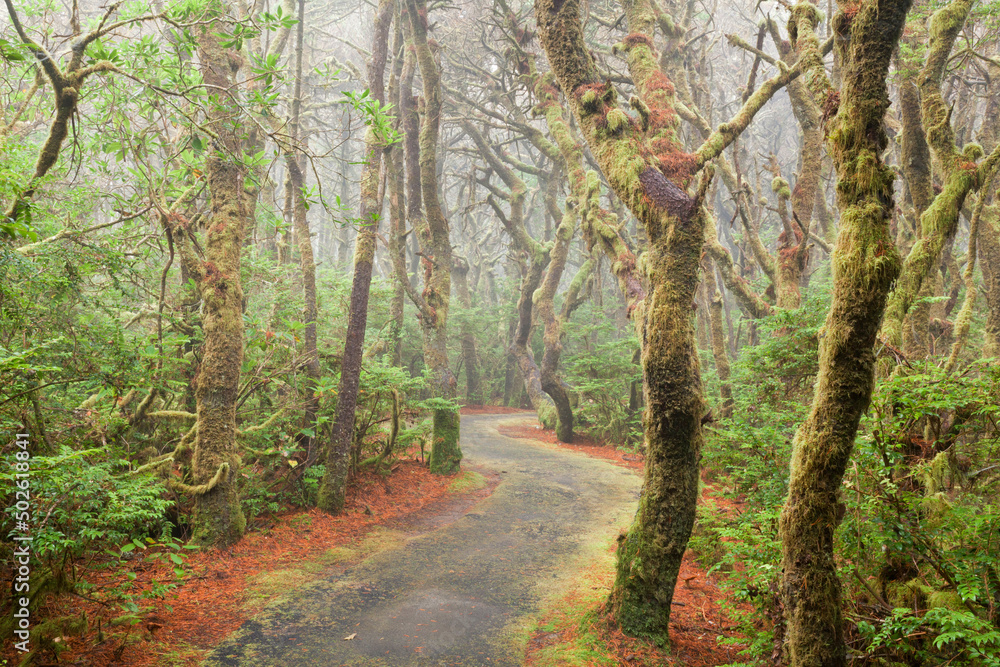 USA, Oregon, Forest trail in Carl G. Washburne Memorial State Park ...