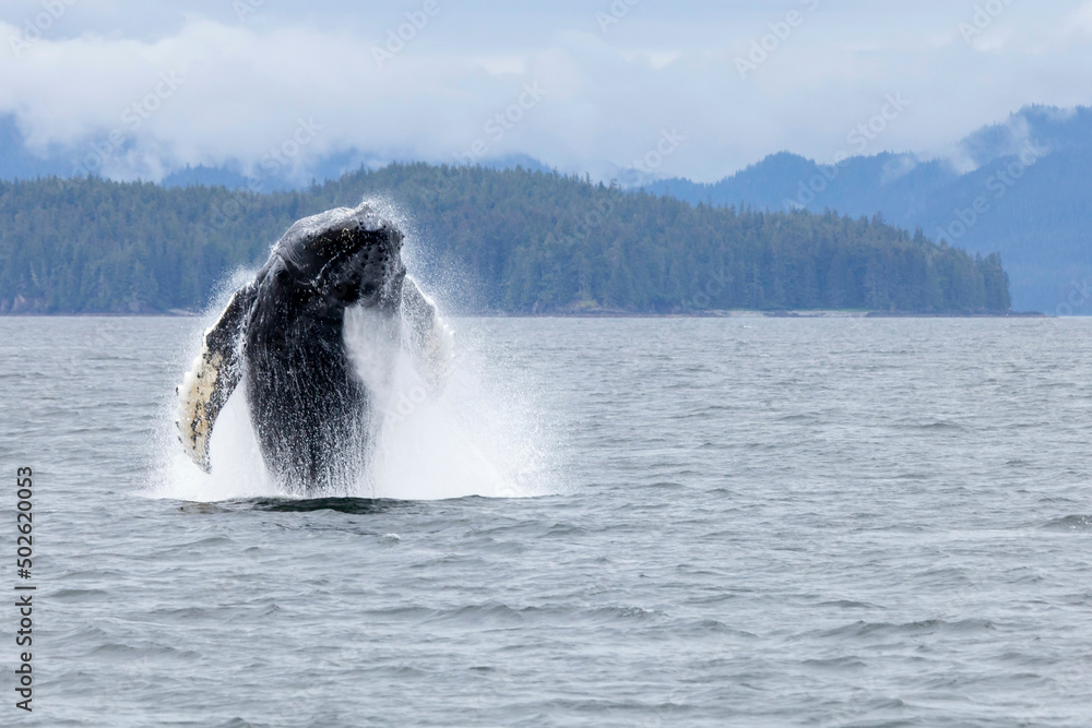 USA, Alaska, Frederick Sound, Humpback Whale Breaching Stock Photo ...