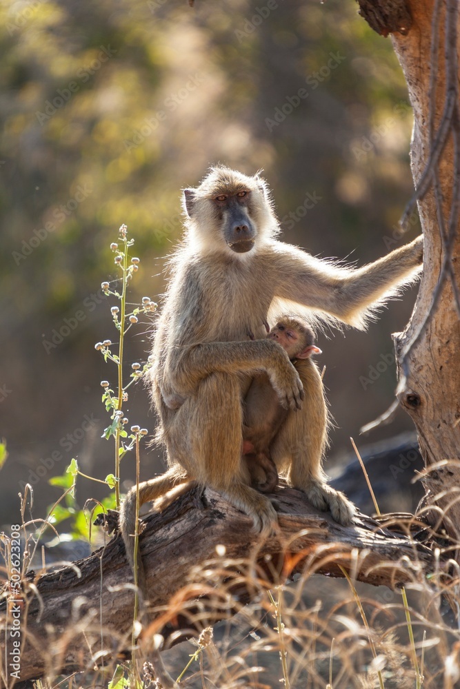Female Vervet Monkey (Chlorocebus pygerythrus) with its young sitting ...