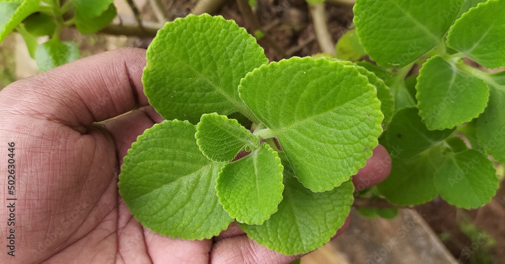Ajwain Plant Leaves