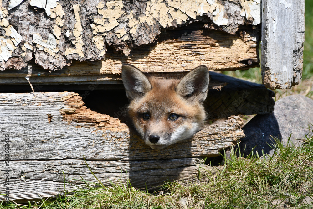 Baby red fox cub looks outside its den under an abandoned shed Stock ...