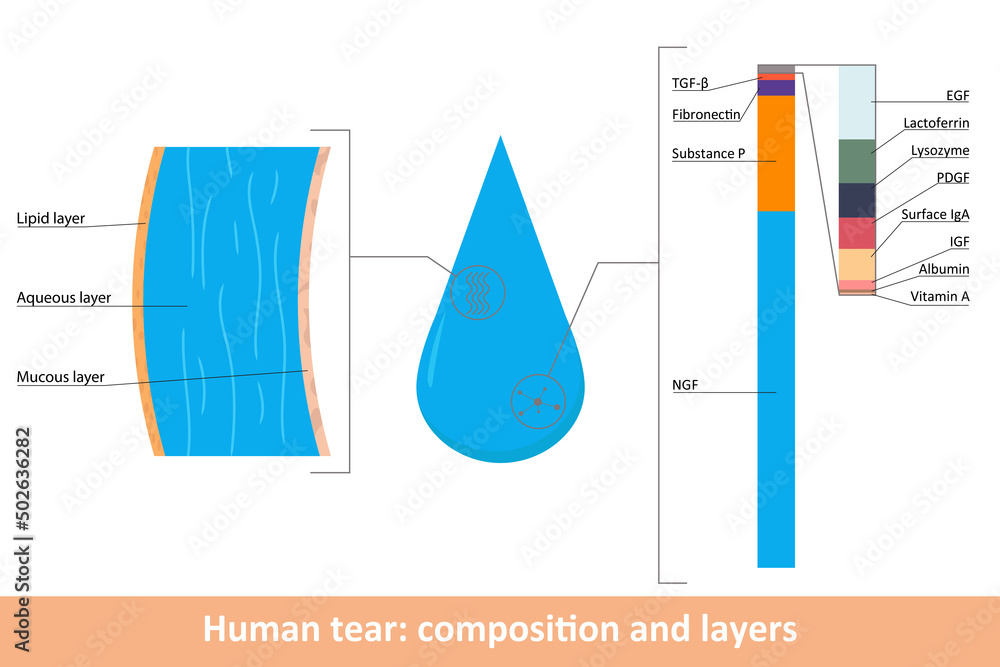 Stockvector Human tear composition and layers. Scheme of layers and ...