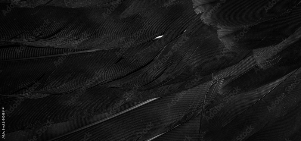 black hawk feathers with visible detail. background or texture Stock ...