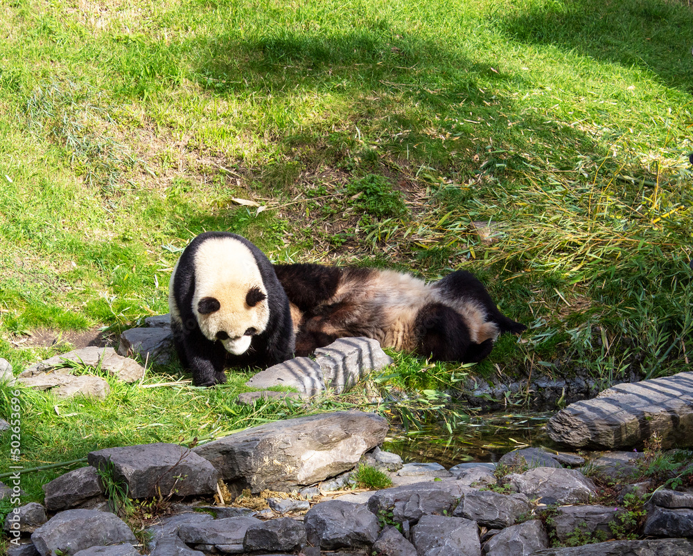 Deux jeunes frères panda jouent au bas d'une pente herbeuse Stock Photo ...