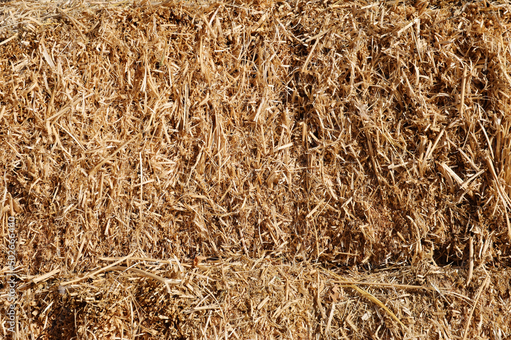 Dry hay straw yellow background texture. Dry rice straw texture for ...