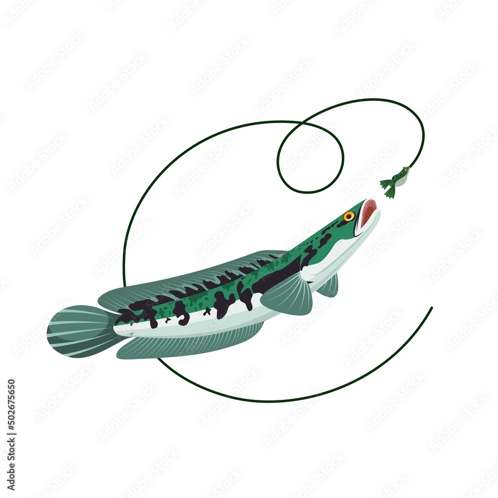 Vector illustration of snakehead fishing, isolated on a white ...