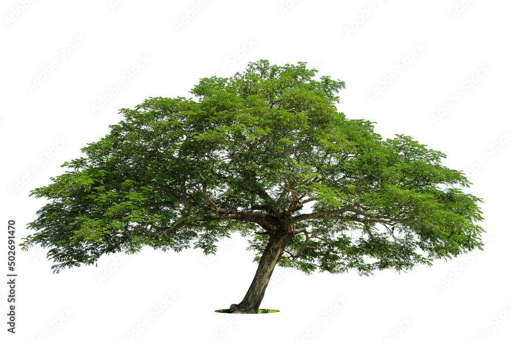 Perspective of tree isolated on white background., tropical trees ...