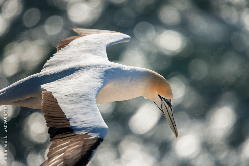 Gannet bird in flight, sun rays sparkles on the sea water below ...