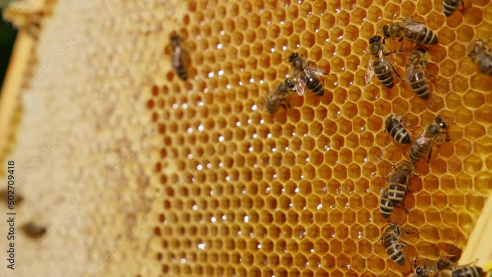 Video Stock Beautiful yellow even wax cells filled with fresh ...