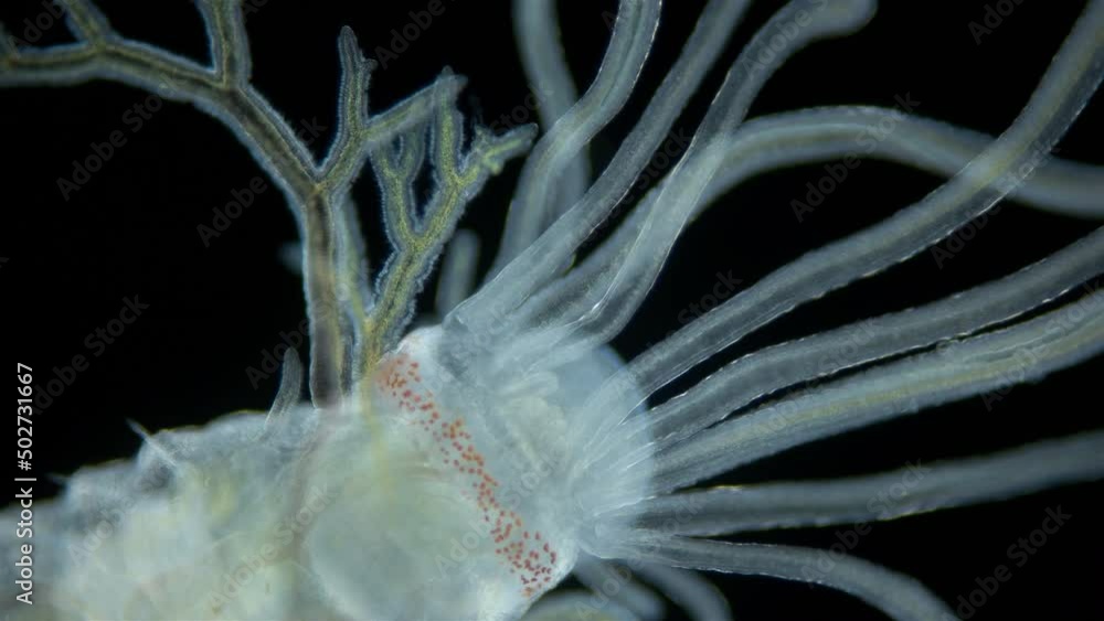 Worm Polychaeta of the family Terebellidae under the microscope has ...