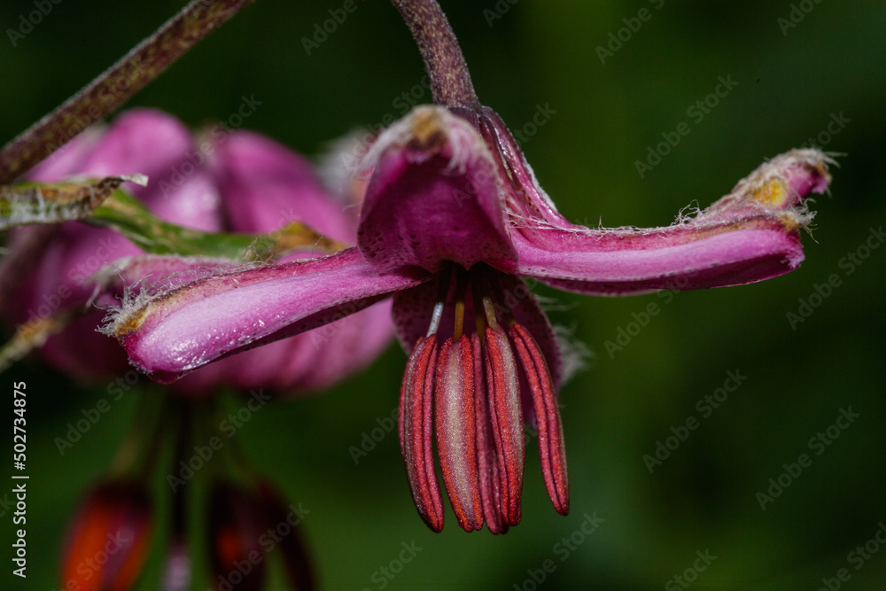 Lilium martagon (Family: Liliaceae. Western Alps). Common names ...