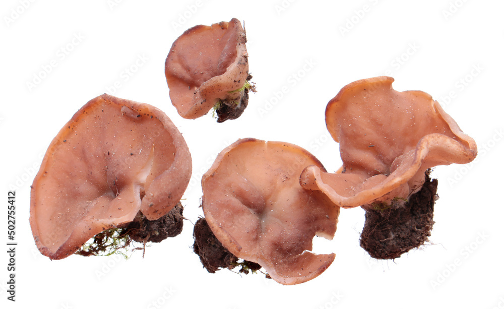 Pig's ears mushroom (Discina perlata) isolated on white background ...