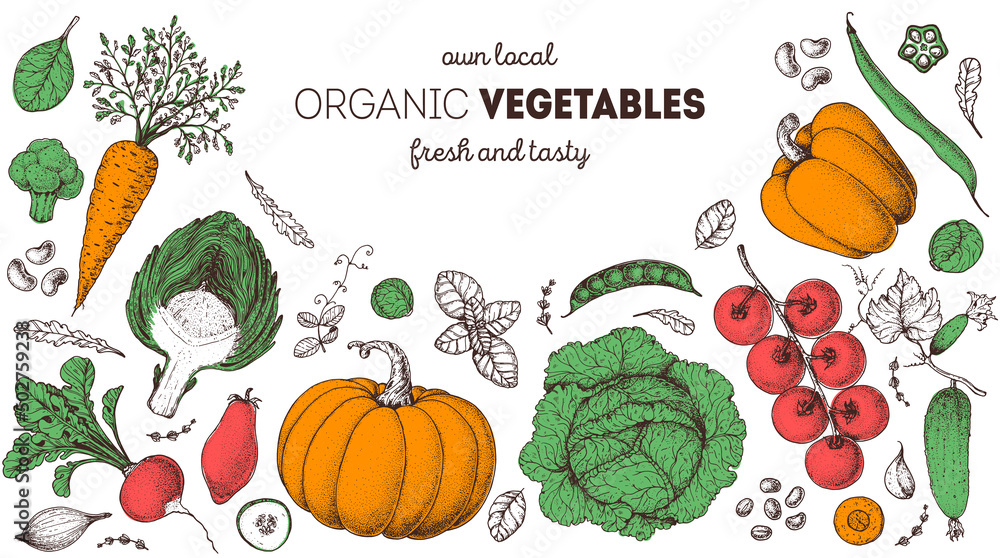 Vegetables hand drawn illustration. Top view frame. Vintage hand drawn ...