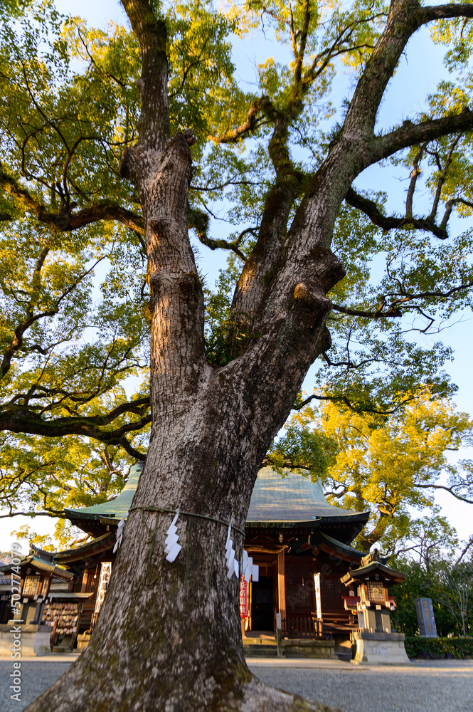 神社の「本堂と大クス(夫婦楠)」画像(観光地)北岡神社 "Main Hall and Okusu (Couphor Trees)" image ...