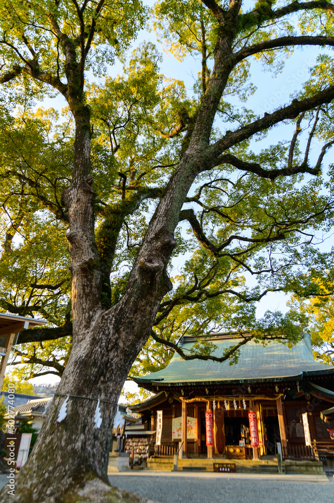 Foto de 神社の「本堂と大クス(夫婦楠)」画像(観光地)北岡神社 "Main Hall and Okusu (Couphor Trees ...