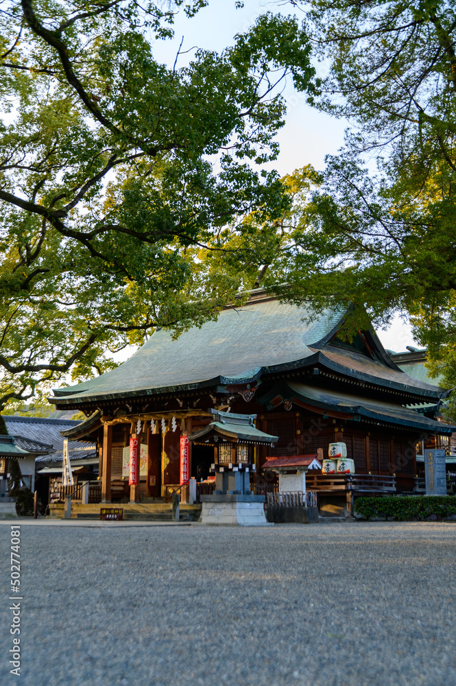 神社の「本堂と大クス(夫婦楠)」画像(観光地)北岡神社 "Main Hall and Okusu (Couphor Trees)" image ...