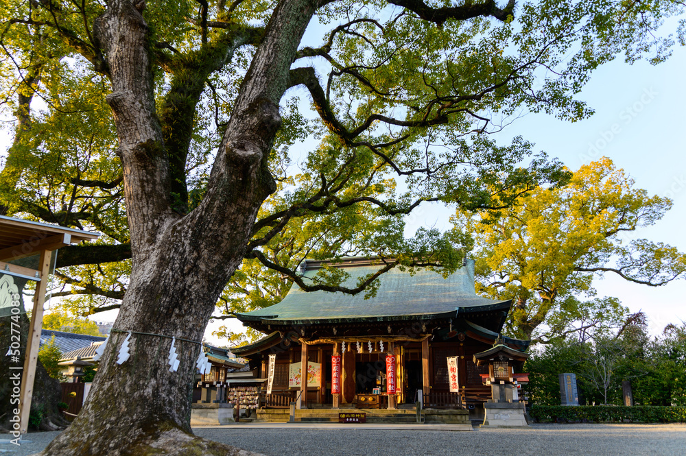 神社の「本堂と大クス(夫婦楠)」画像(観光地)北岡神社 "Main Hall and Okusu (Couphor Trees)" image ...