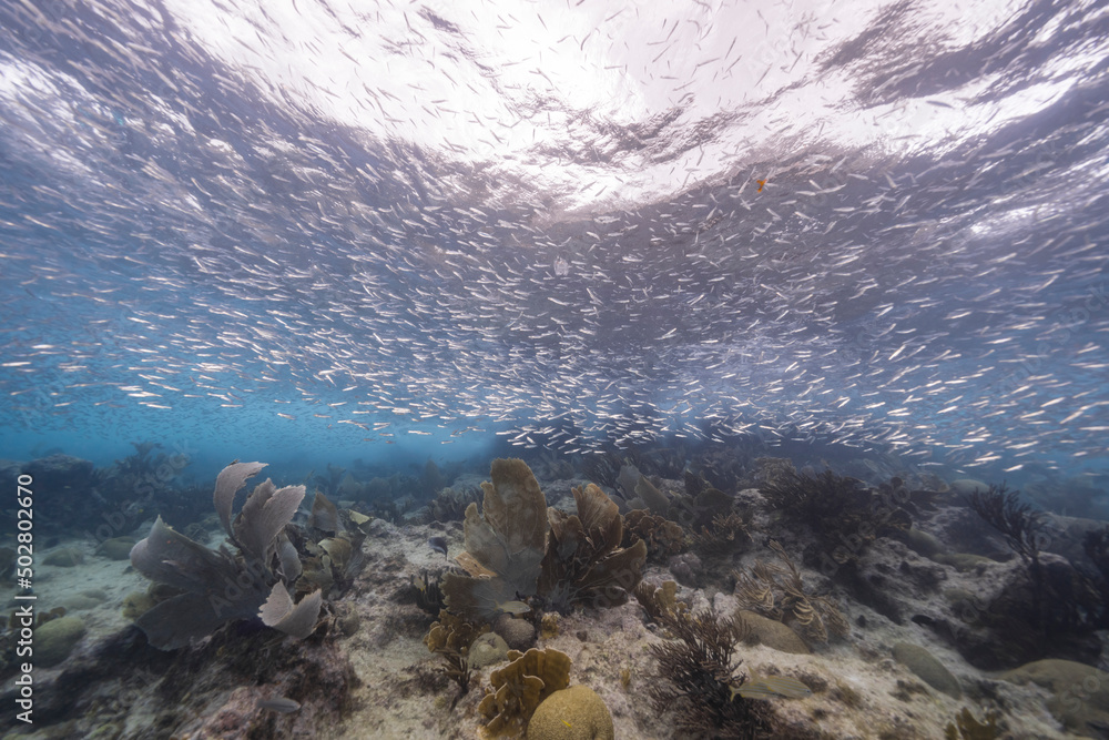 Seascape with School of Fish, juvenile Boga fish in the coral reef of ...