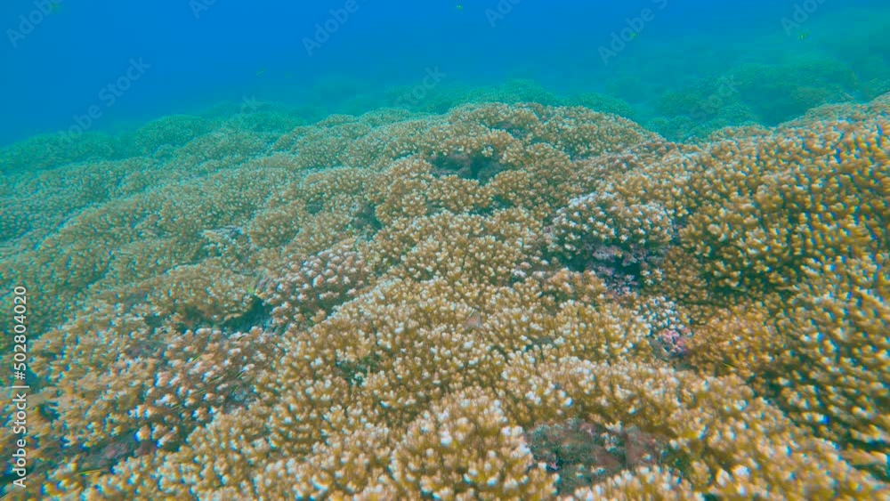 UNDERWATER: Texture overview of tropical reef and coral bleaching ...