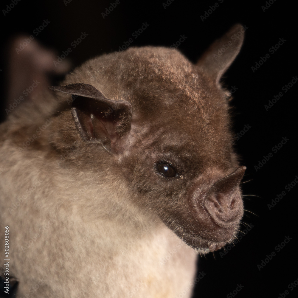 Portrait of Brazilian bat. The pale spear-nosed bat (Phyllostomus ...