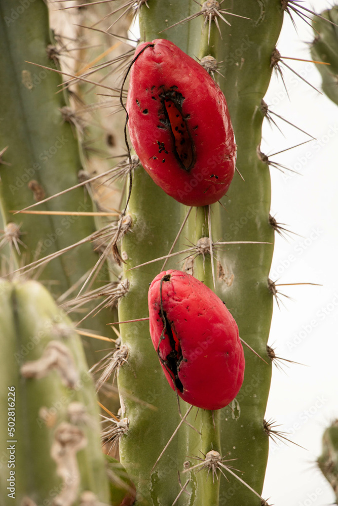 Cacto, frutas vermelhas de mandacaru. Stock Photo | Adobe Stock