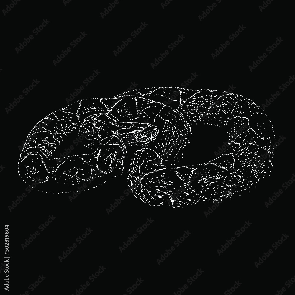 yarara snake hand drawing vector illustration isolated on black ...
