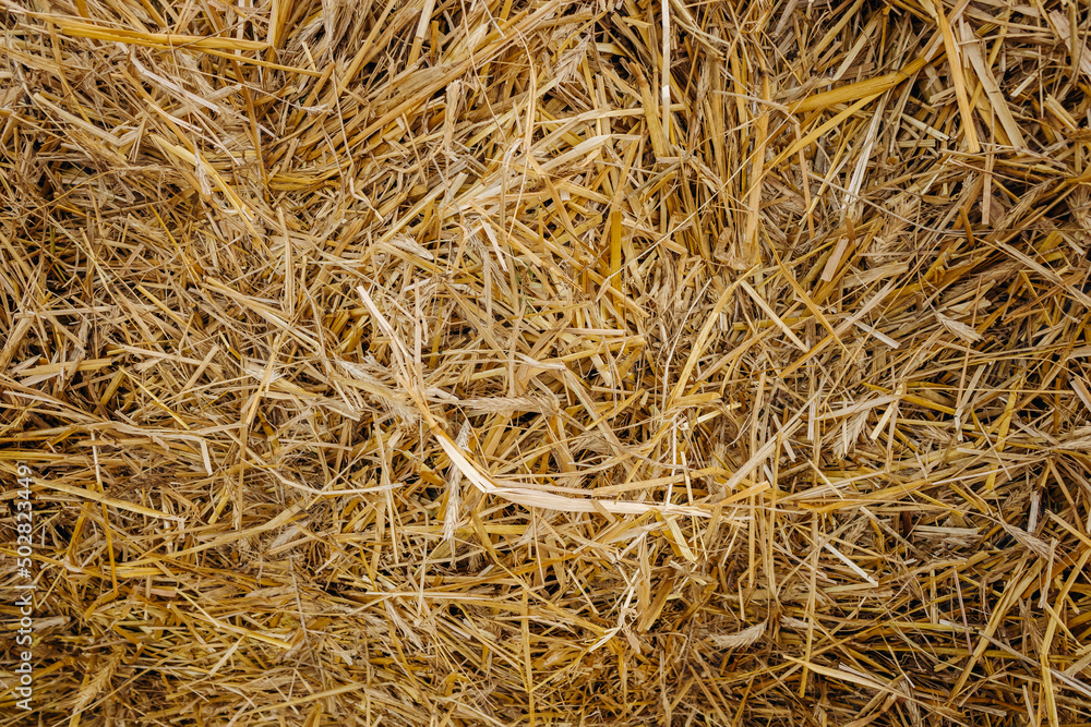 Straw, dry straw texture background, vintage style for design. Bright ...