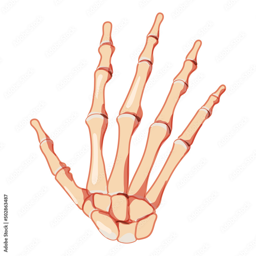 Hands Skeleton Human front back view. Set of carpals, wrist ...
