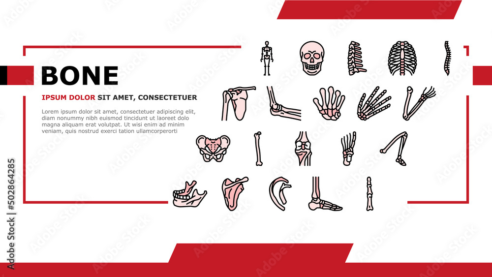 Bone Human Skeleton Structure Landing Web Page Header Banner Template ...