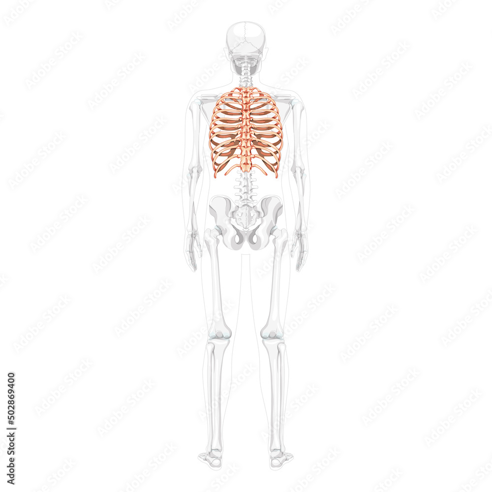 Rib cage Skeleton Human back view with partly transparent skeleton ...