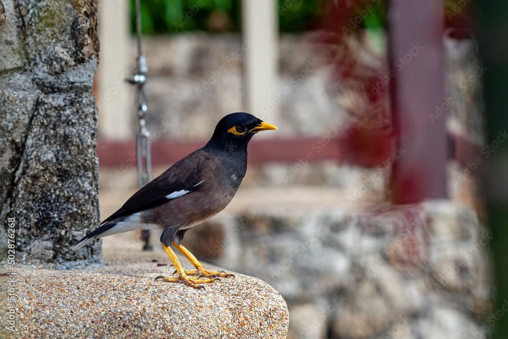 The common myna or Indian myna is a bird in the family Sturnidae ...
