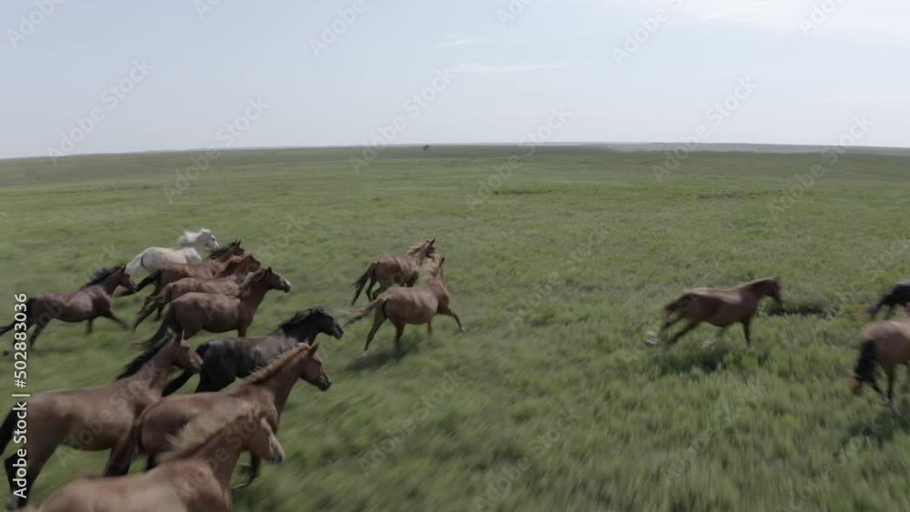 Sweeping drone shot of a herd of wild horses running in the prairie ...
