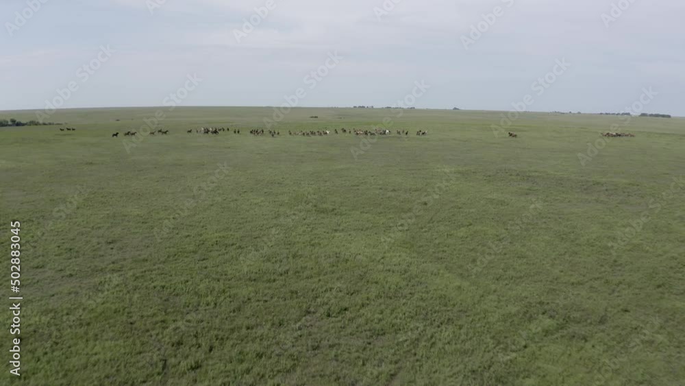 Distant drone shot of wild horses running in the prairie. - Wild horses ...
