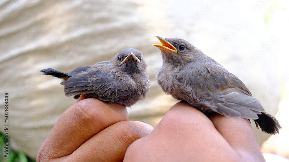 bird in hand. bird on the hand. Two birds sitting on hand. birds are in ...