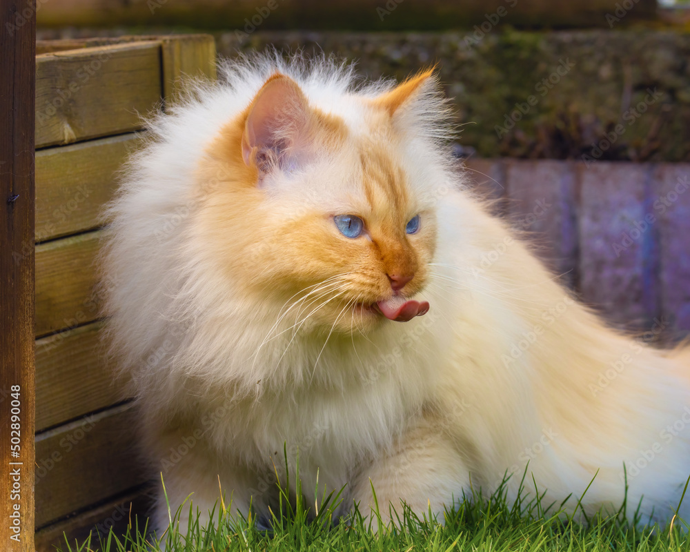 Fluffy white Birman cat sticking his long tongue out Stock Photo ...