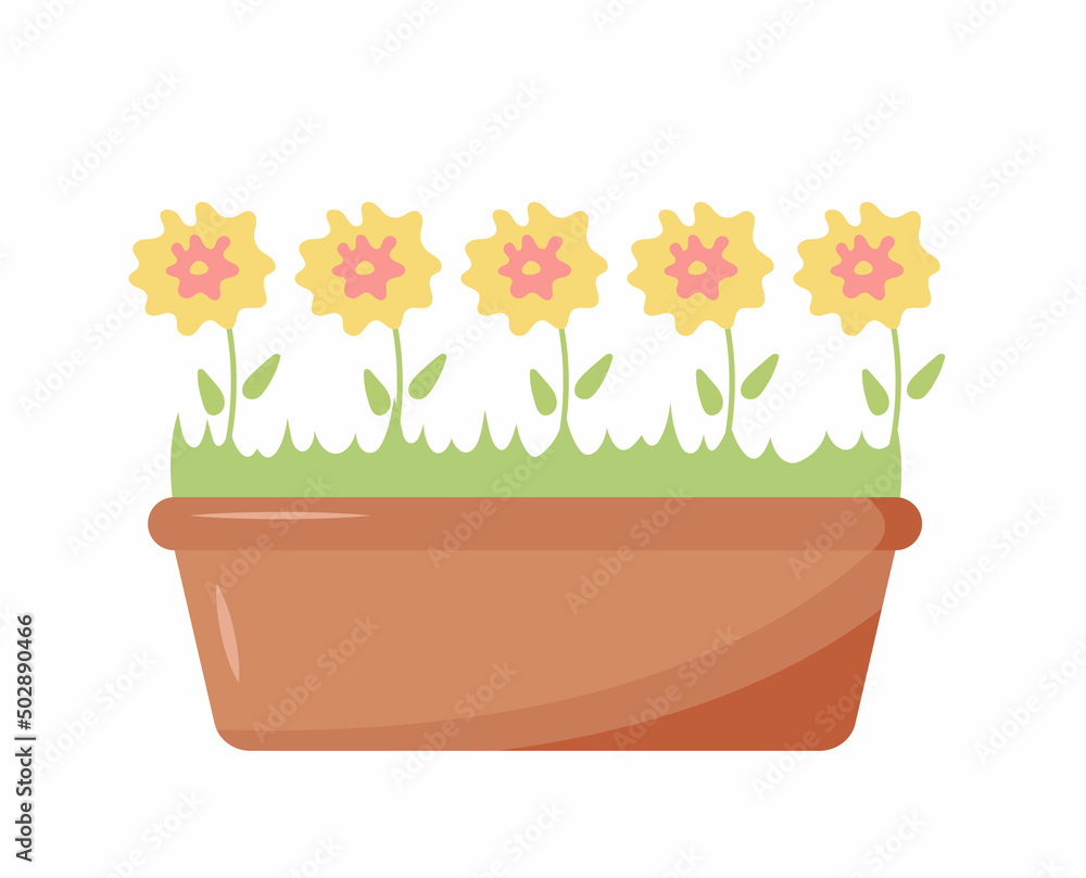 Yellow flowers in a long pot. Home plants for the interior. Design ...