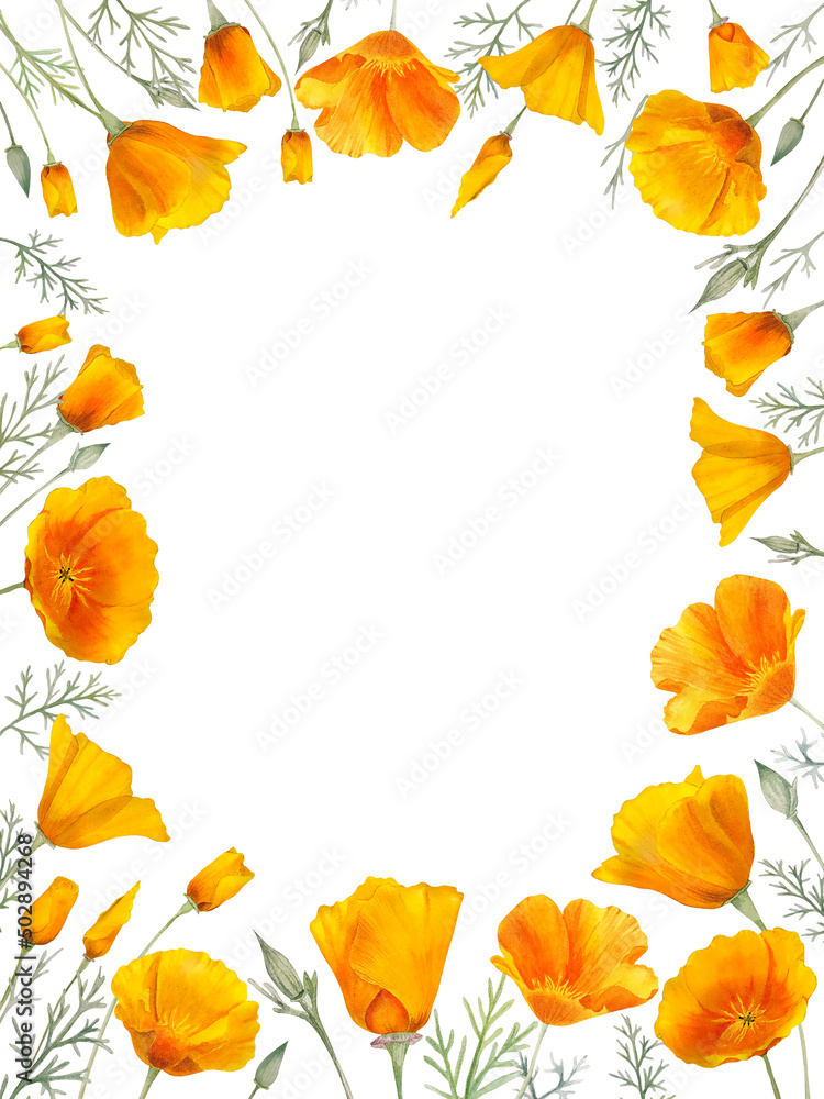 Watercolor california orange poppies isolated border. Hand painted ...