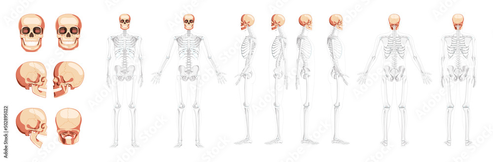 Set of Human head Skull Skeleton front back side view with open side ...