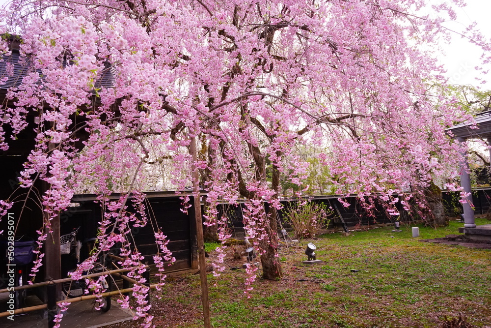 Drooping Sakura at Buke-yashiki or Samurai house in Kakunodate, Akita ...