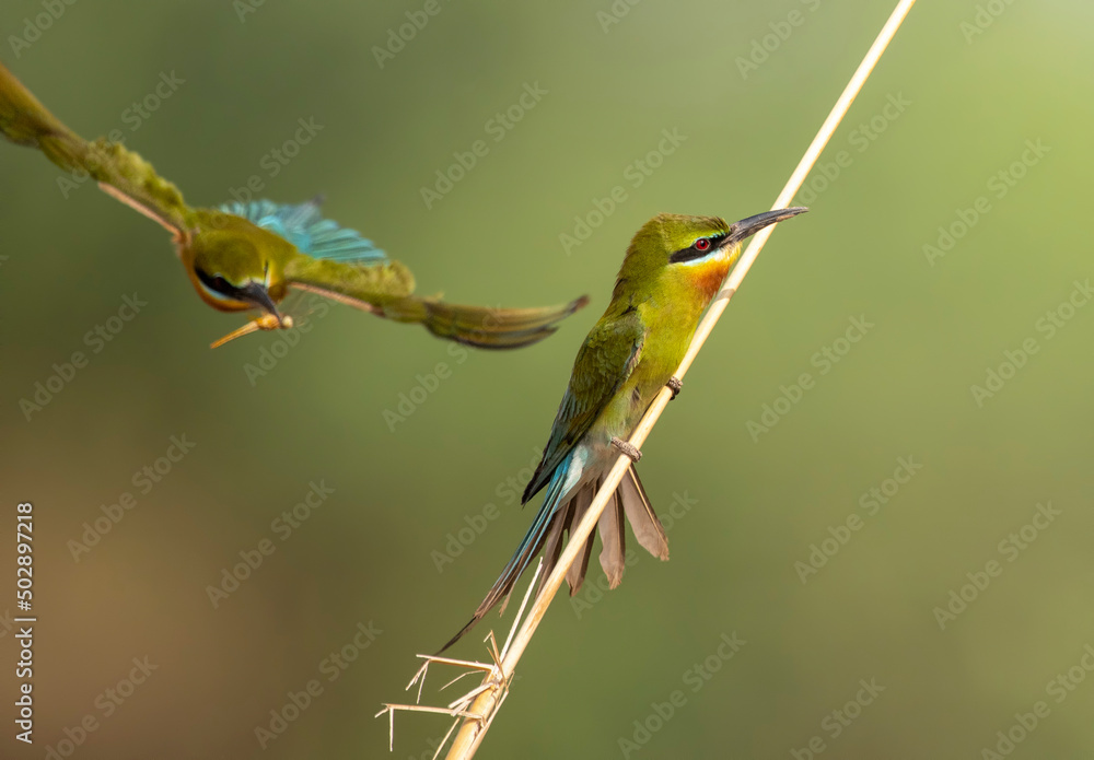 blue tailed bee eaters Stock Photo | Adobe Stock