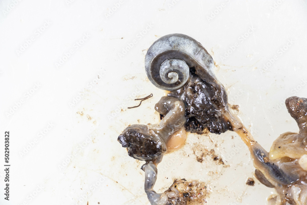 Structure of Giant African Snail in the laboratory. Stock Photo | Adobe ...